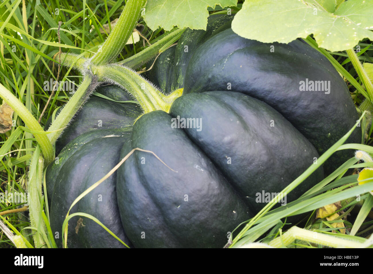 Dark colored pumpkin Stock Photo - Alamy