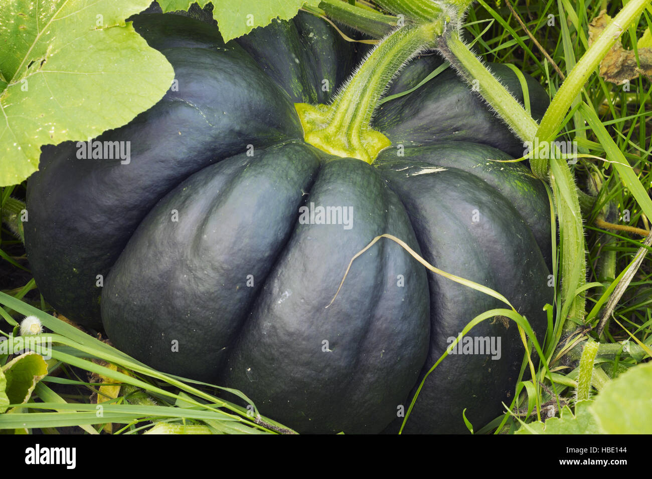 The ribbed gourd Stock Photo - Alamy The ribbed gourd Stock Photo - Alamy