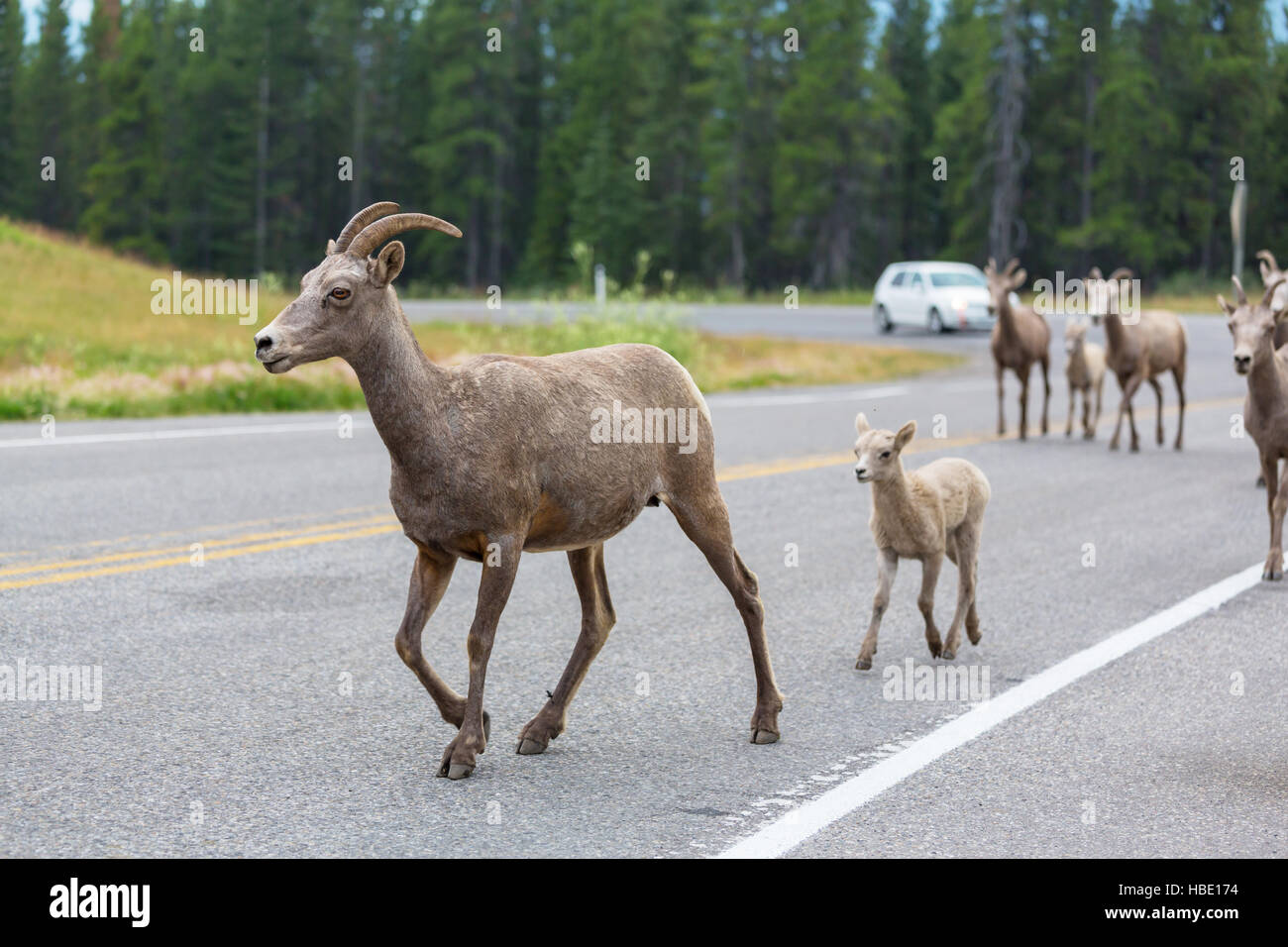 Goat in Canada Stock Photo - Alamy