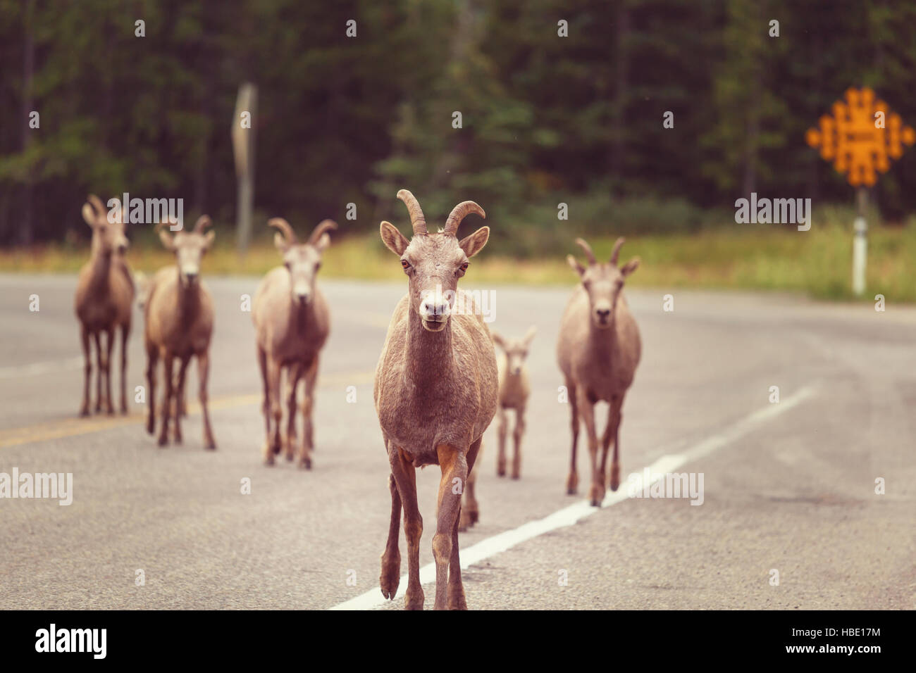 Goat in Canada Stock Photo - Alamy