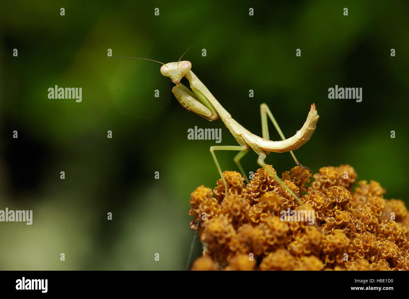 Female carolina mantis hi-res stock photography and images - Alamy