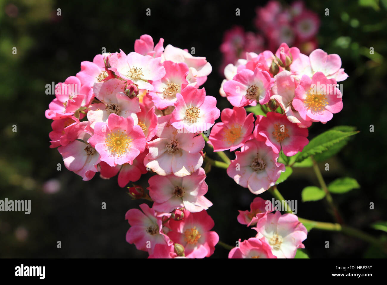 Mozart, Shrubrose, Rosa Stock Photo - Alamy