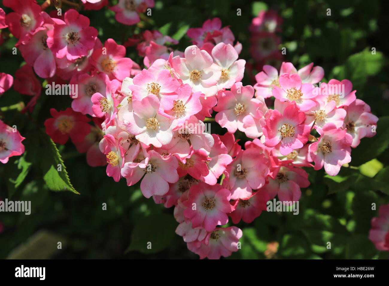 Mozart, Shrubrose, Rosa Stock Photo - Alamy