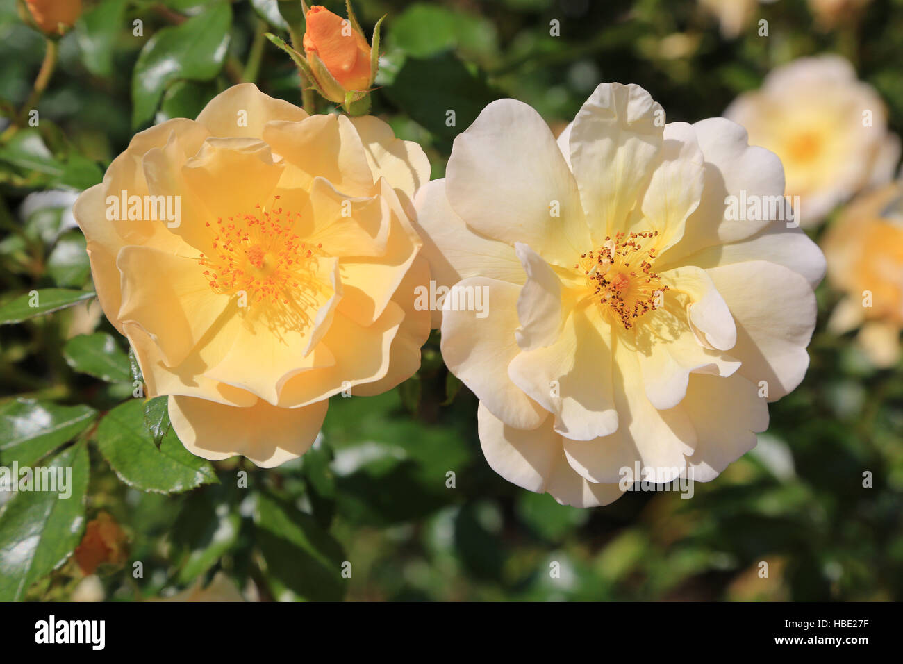 Amber sun hi-res stock photography and images - Alamy