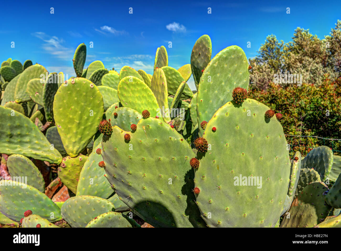 Cactus plant, Prickly pear cactus close up, cactus spines Stock Photo ...