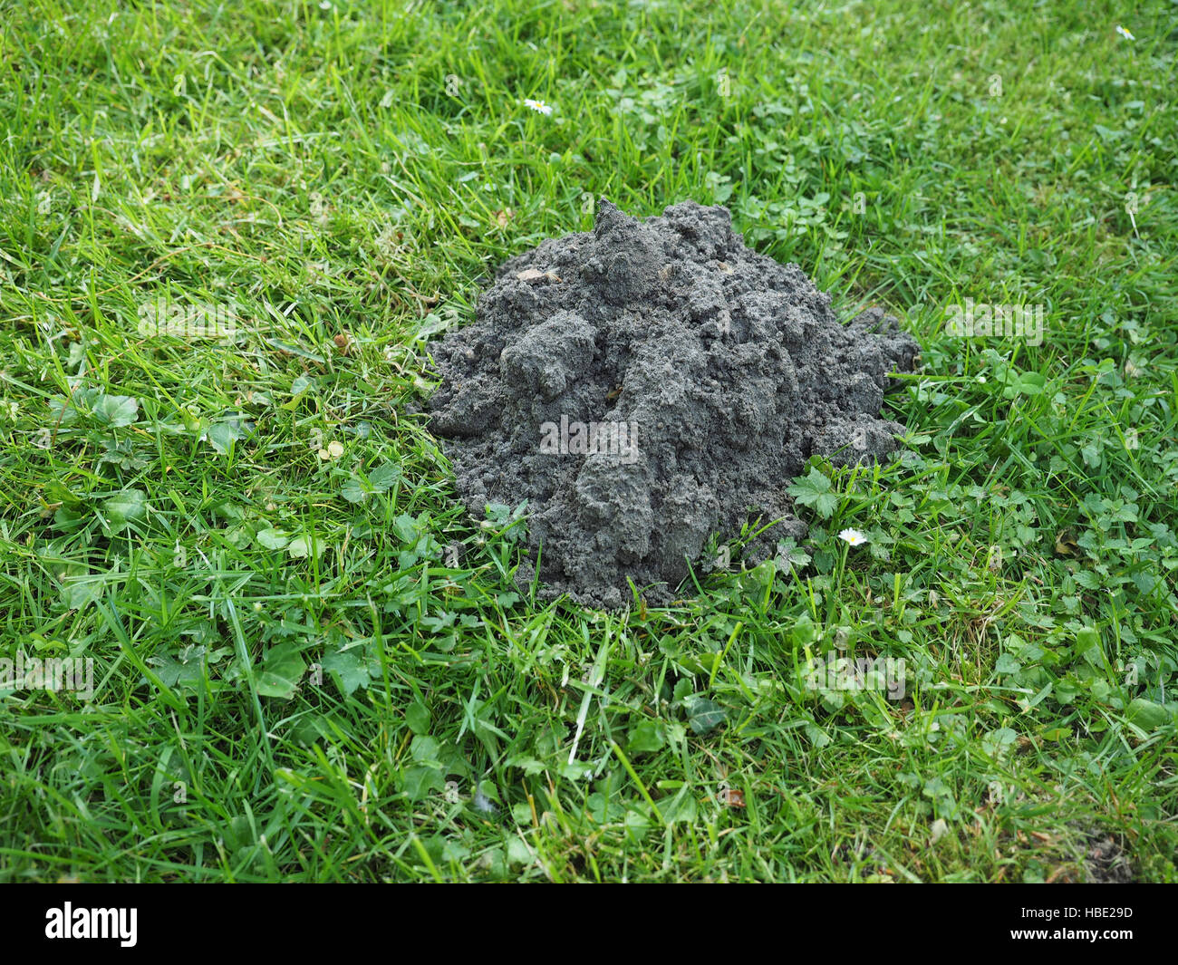 Moles holes hi-res stock photography and images - Alamy