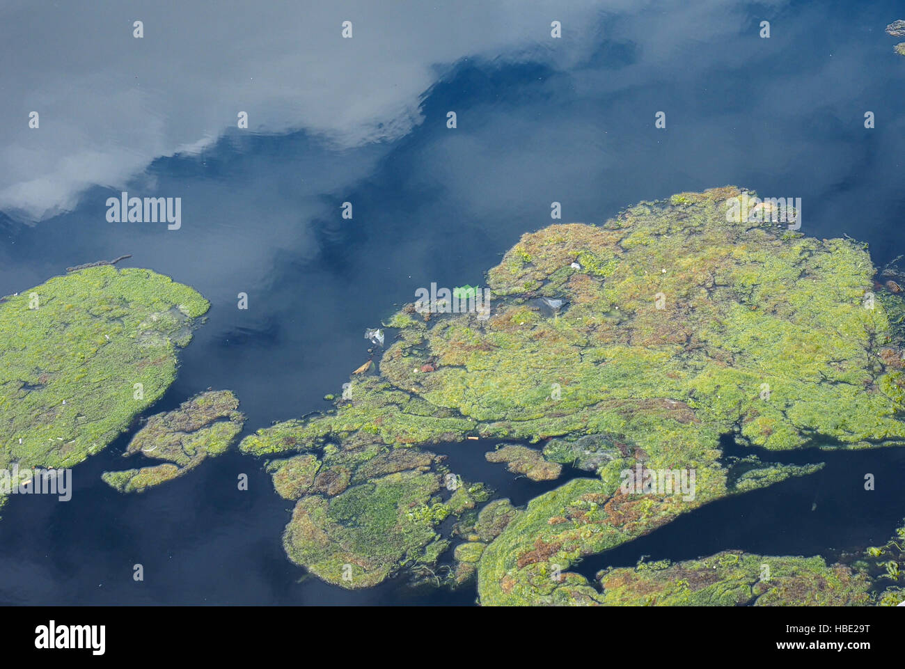 Algae in a pond Stock Photo - Alamy