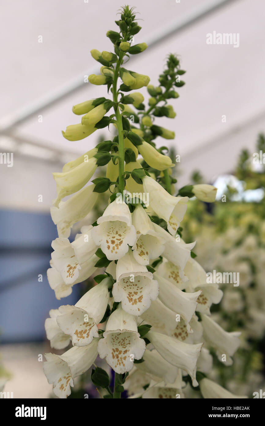 Foxglove, digitalis purpurea alba Stock Photo - Alamy