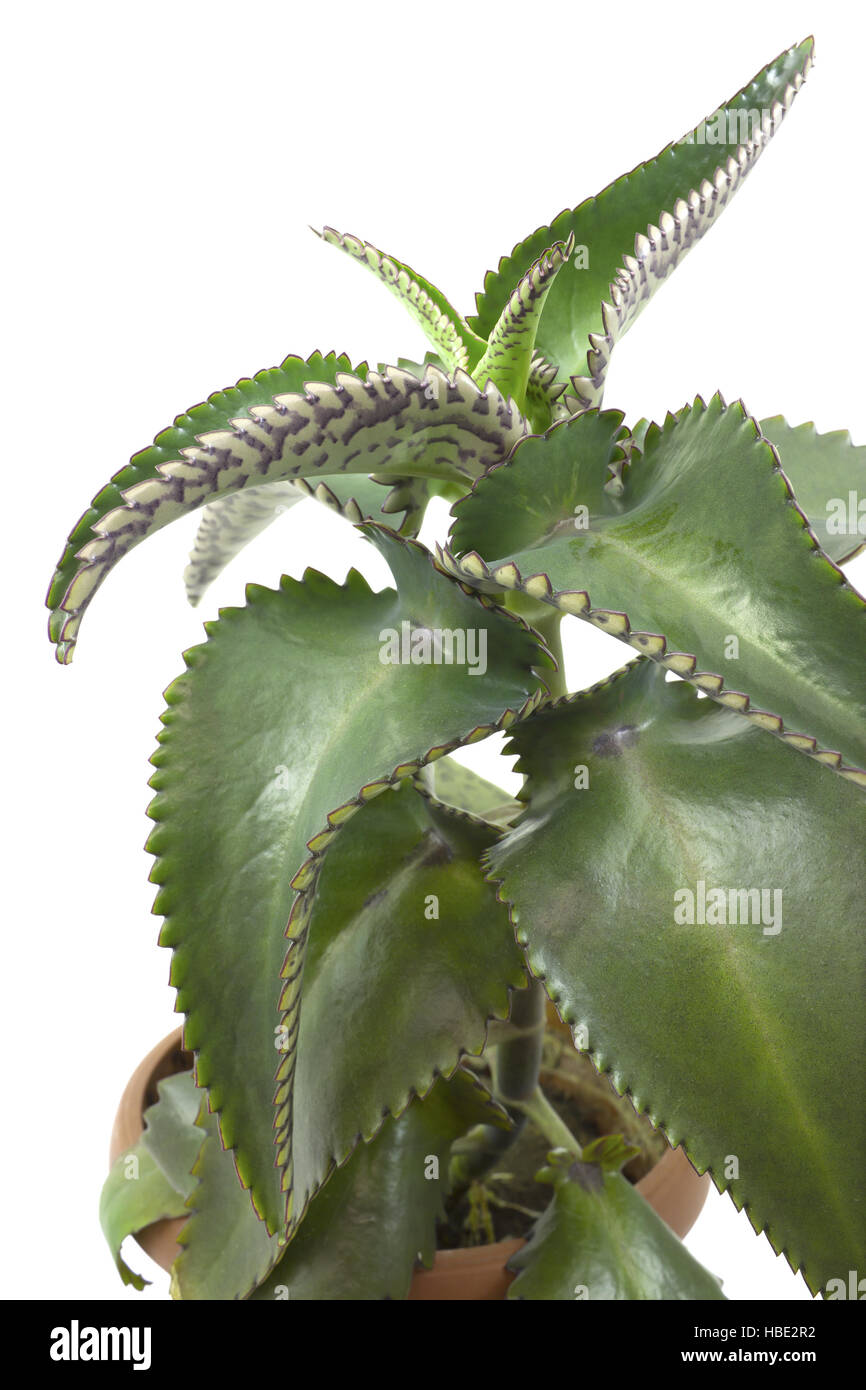 Kalanchoe hi-res stock photography and images - Alamy
