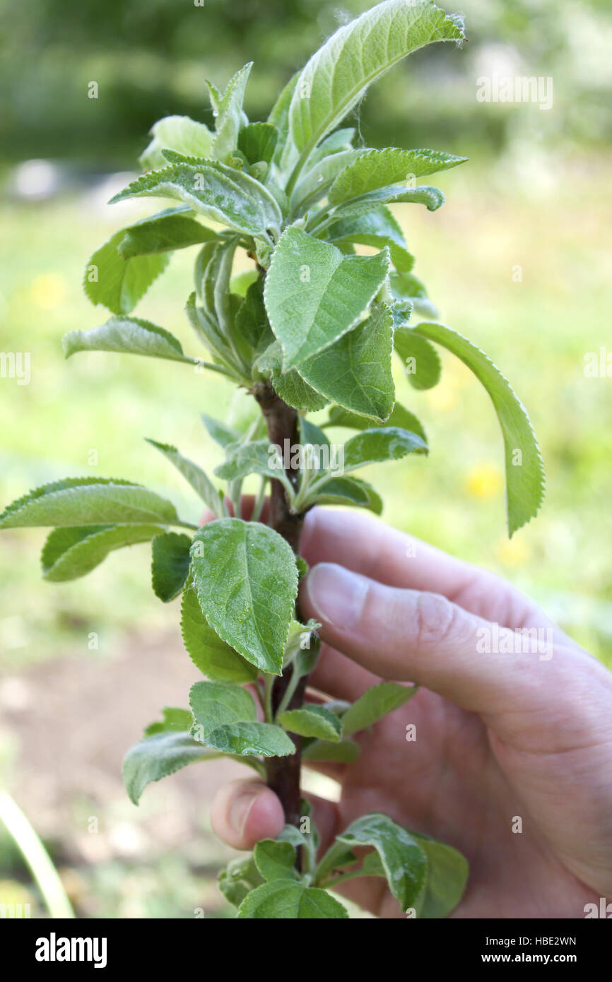 Young columnar apple tree Stock Photo - Alamy