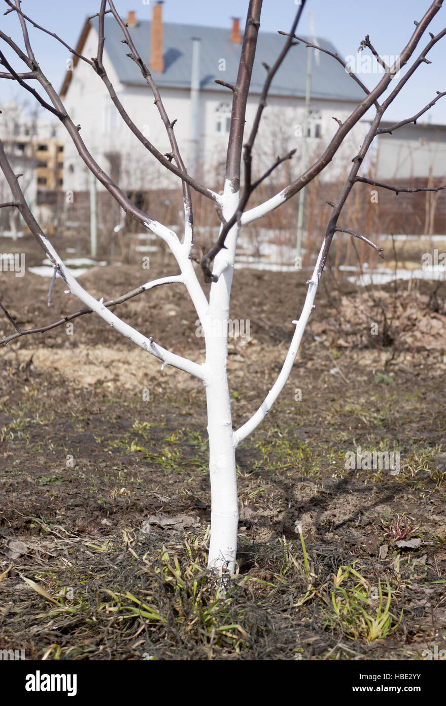 Whitewashed trees hi-res stock photography and images - Alamy