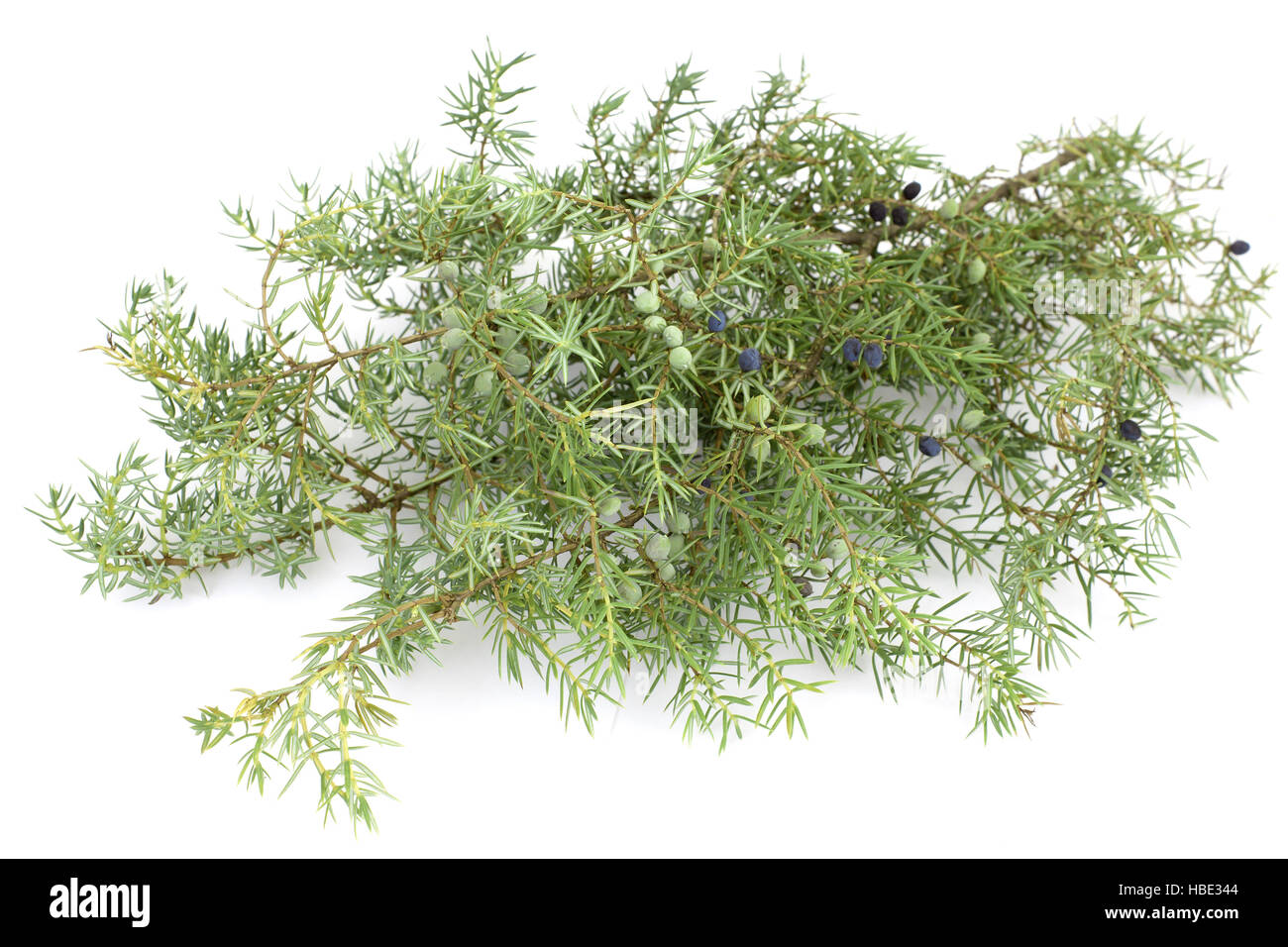 Juniper twig and berries Stock Photo - Alamy