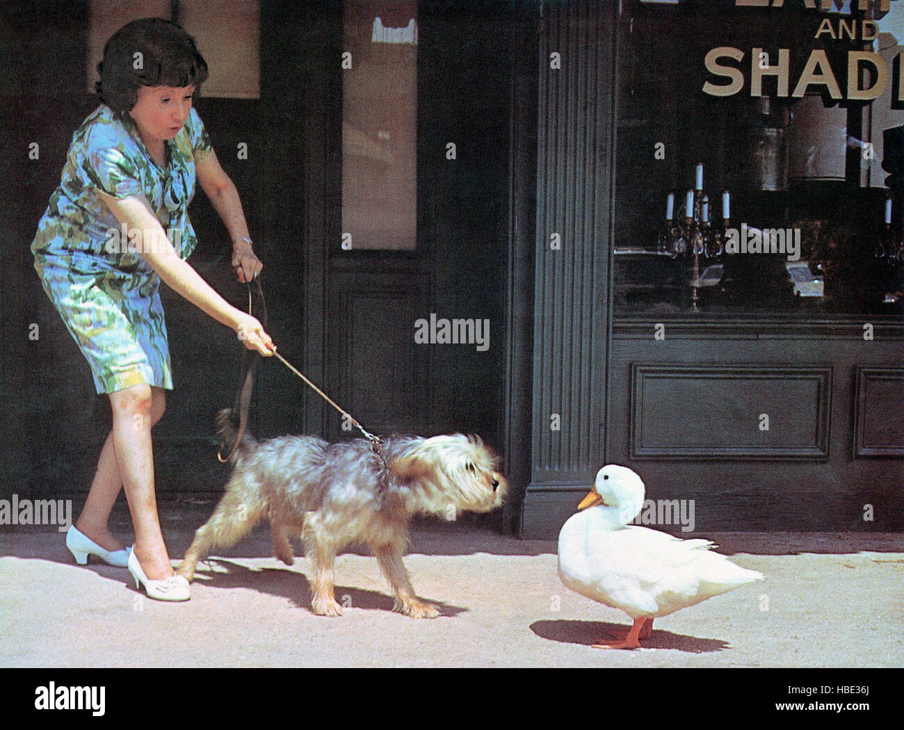 THE MILLION DOLLAR DUCK, Fran Ryan, 1971 Stock Photo - Alamy
