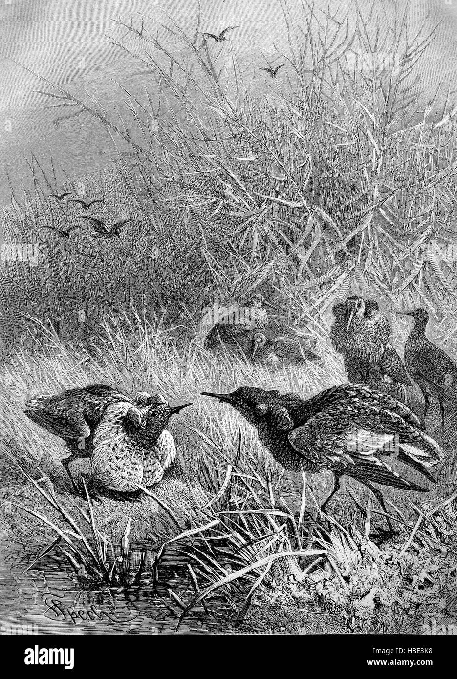 Ruffs birds Black and White Stock Photos & Images - Alamy