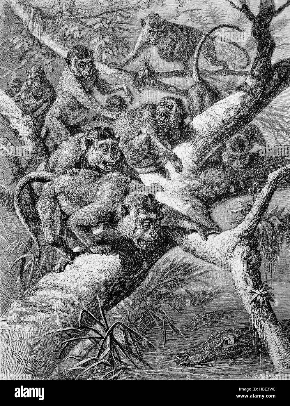 Macaque drawing hi-res stock photography and images - Alamy