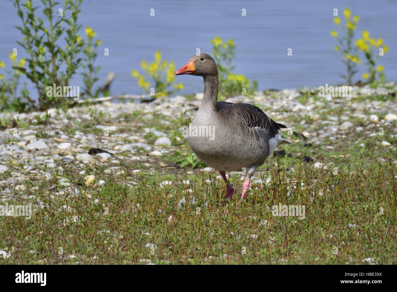 Movement of geese hi-res stock photography and images - Alamy