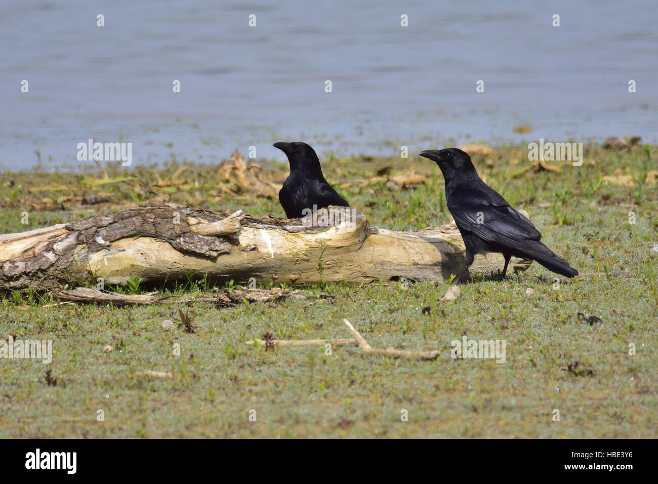 Raven pair hi-res stock photography and images - Alamy