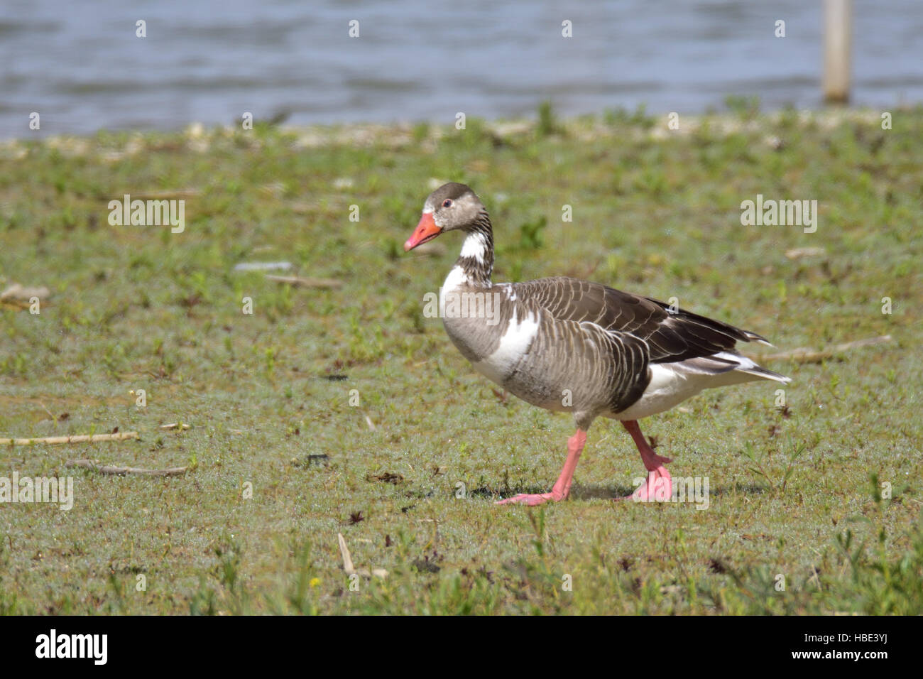 Canada greylag goose hybrid hi-res stock photography and images - Alamy