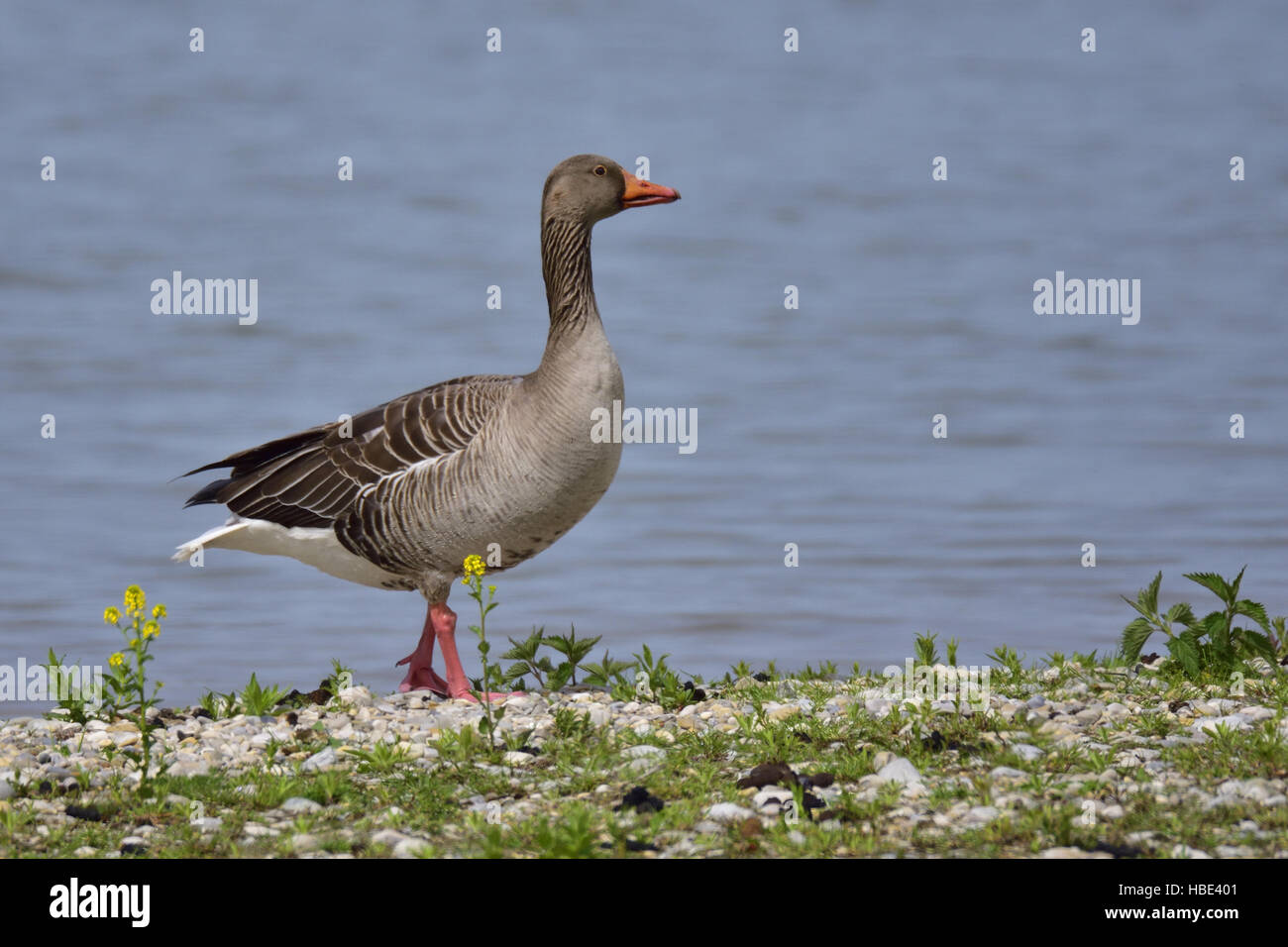Female greylag hi-res stock photography and images - Alamy