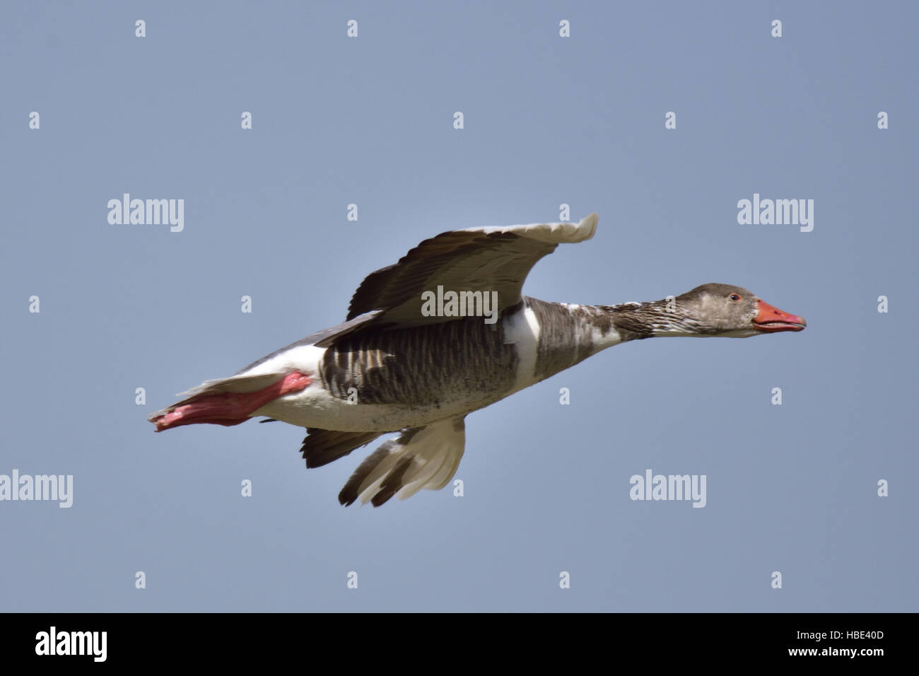 Greylag Goose Hybrid Stock Photo - Alamy