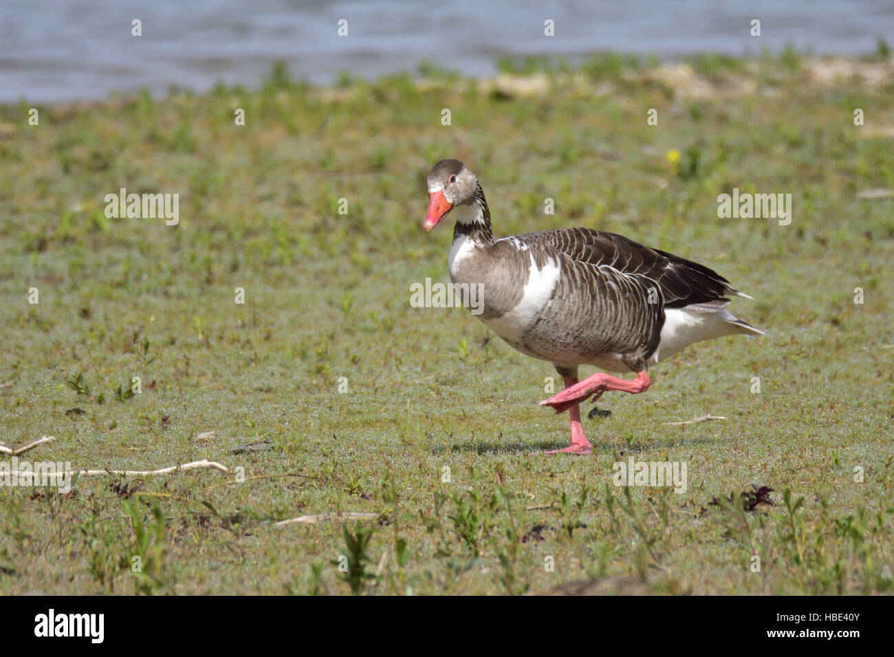 Greylag Goose Hybrid Stock Photo - Alamy
