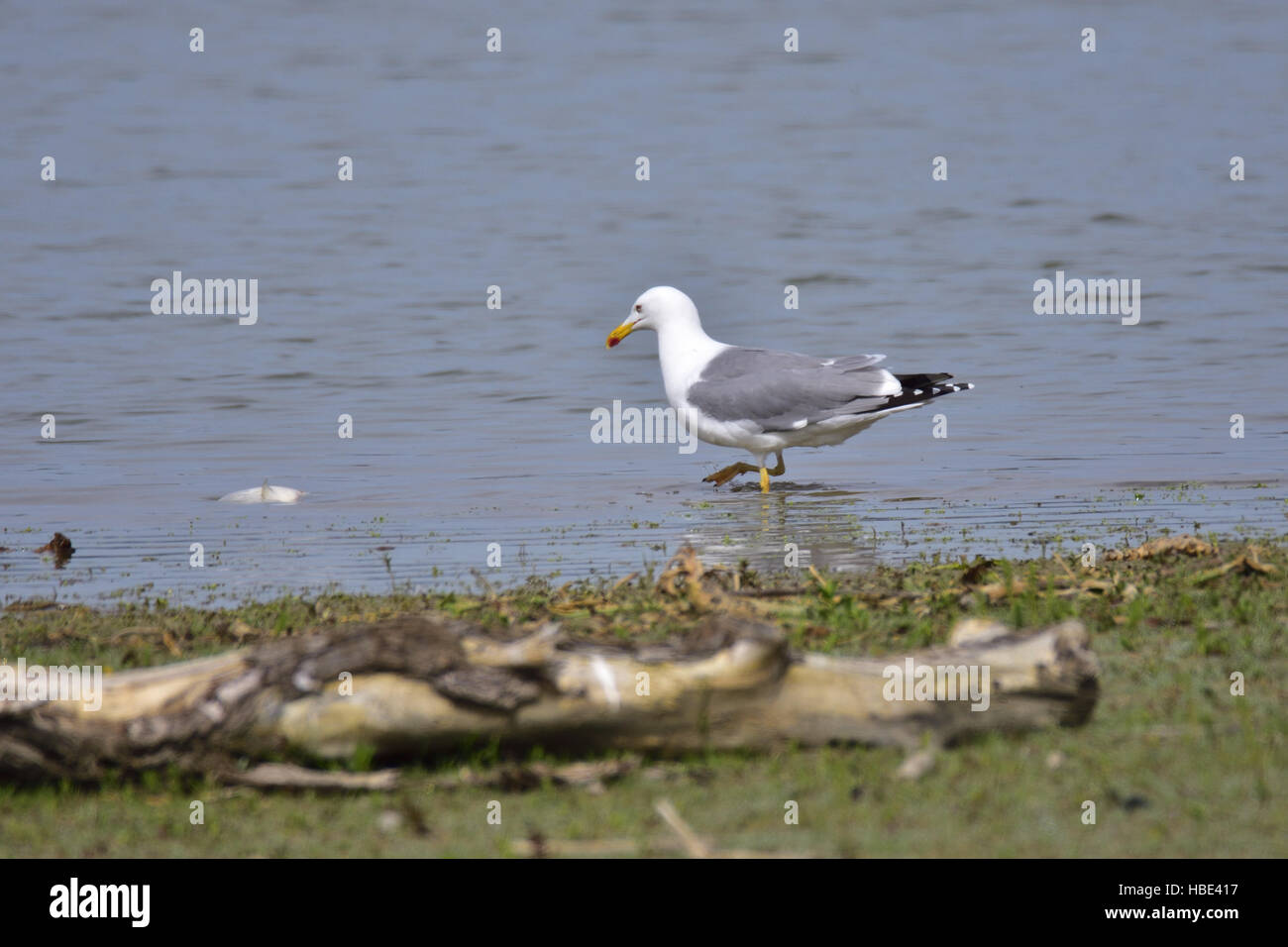 Gull with a yellow beak hi-res stock photography and images - Alamy