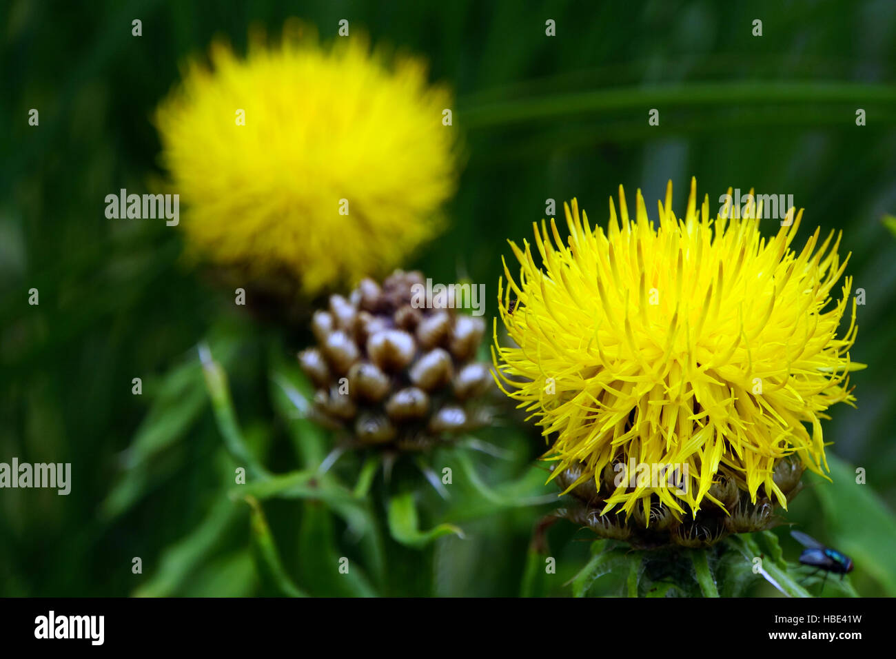 Yellow centaurea hi-res stock photography and images - Alamy