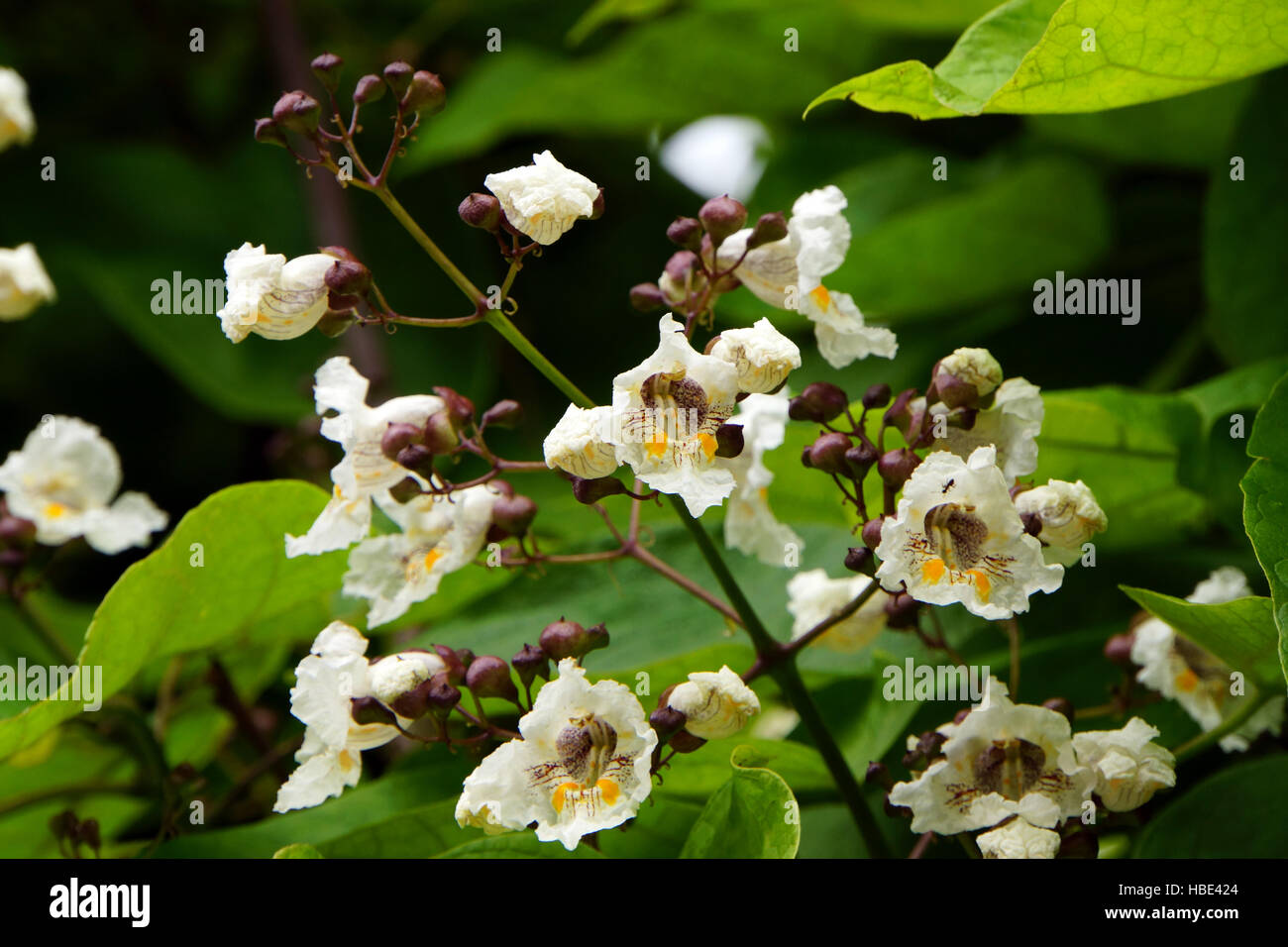 common trumpet tree Stock Photo - Alamy