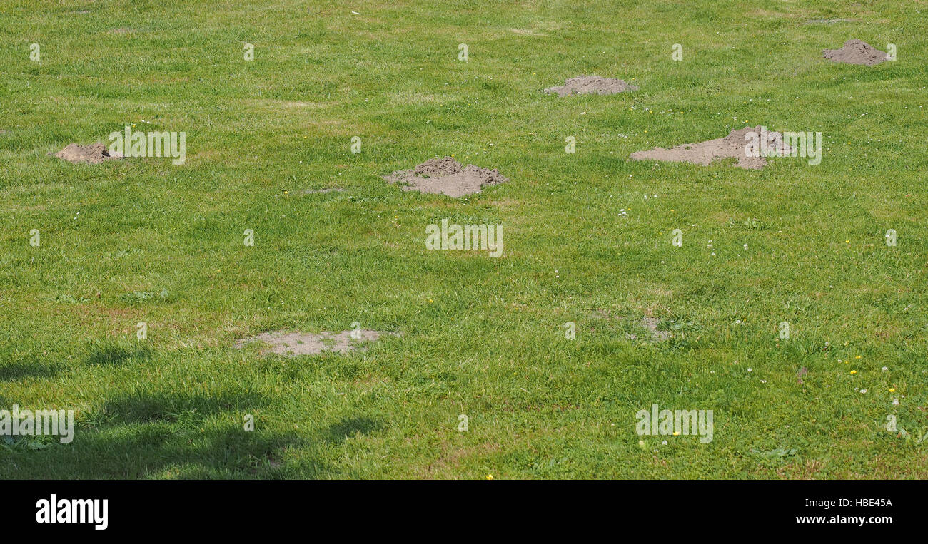 Mole holes in a lawn Stock Photo - Alamy