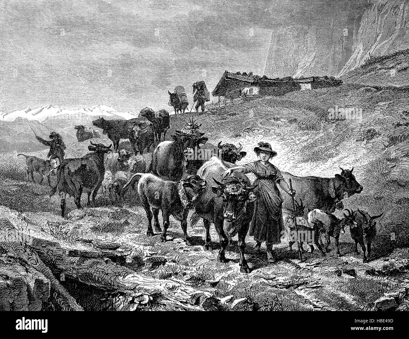 Cattle drive historical hi-res stock photography and images - Alamy