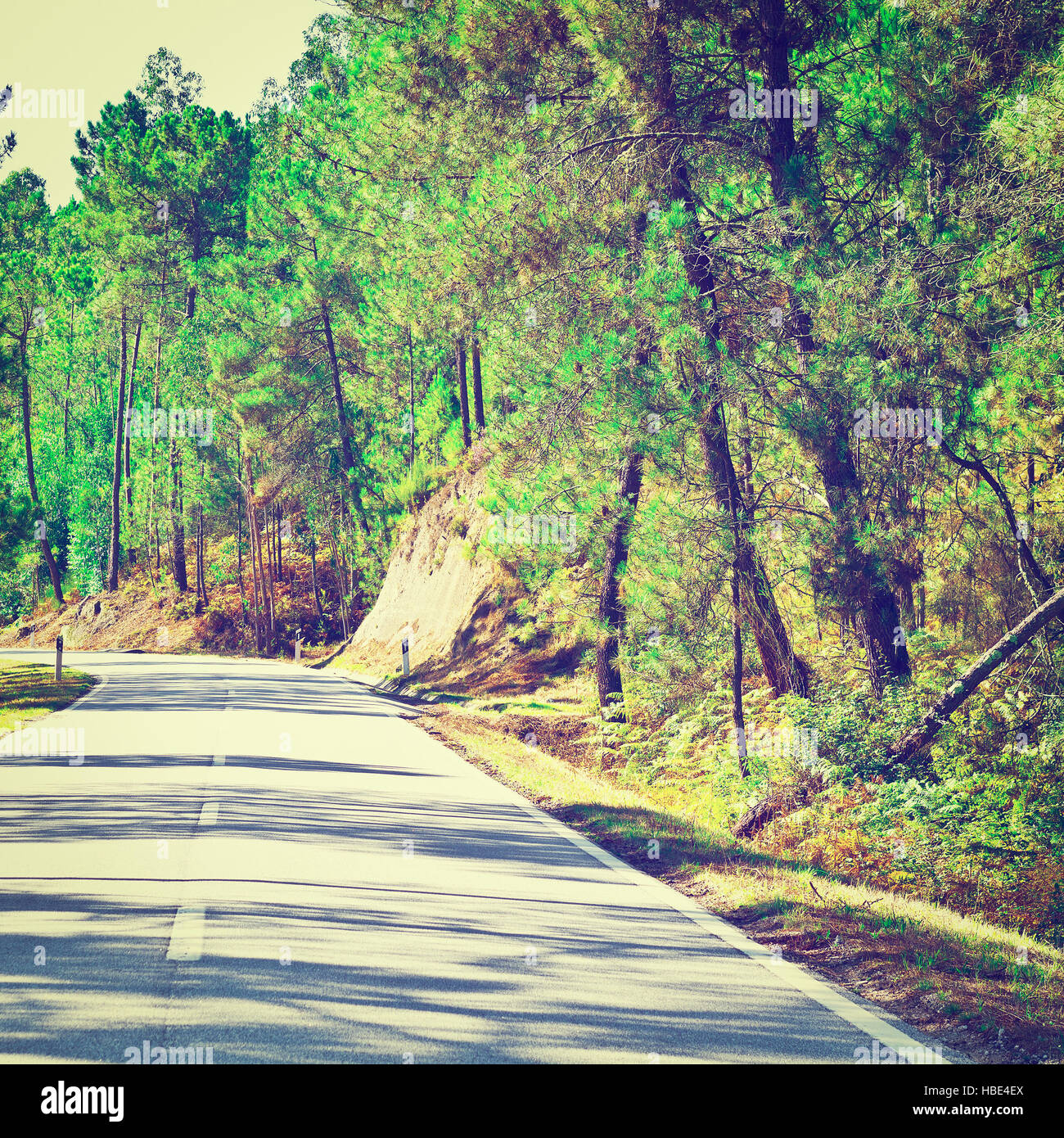 Forest Road Stock Photo - Alamy