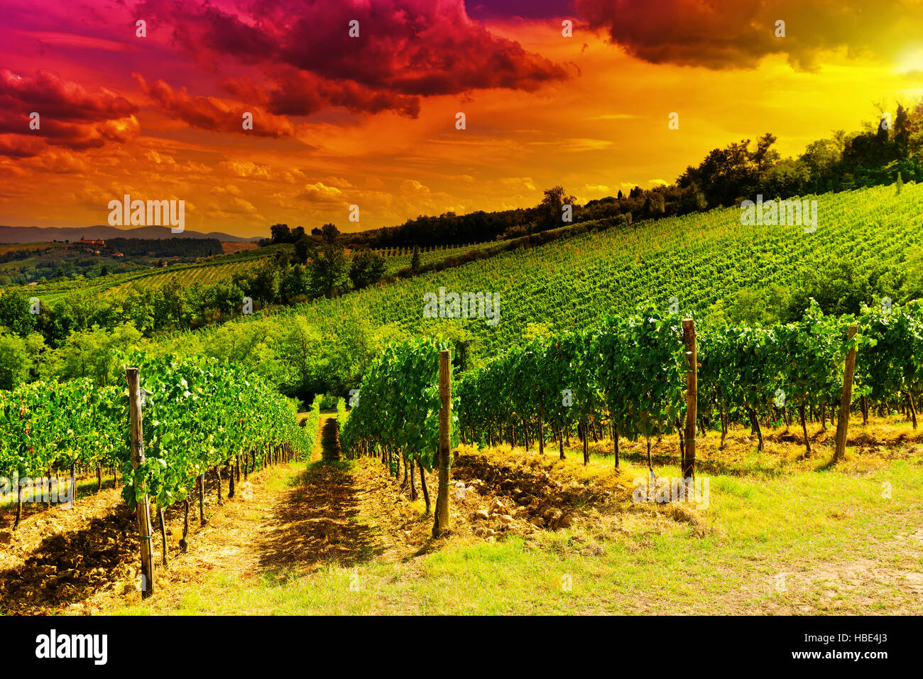 Vineyards at Sunset Stock Photo - Alamy