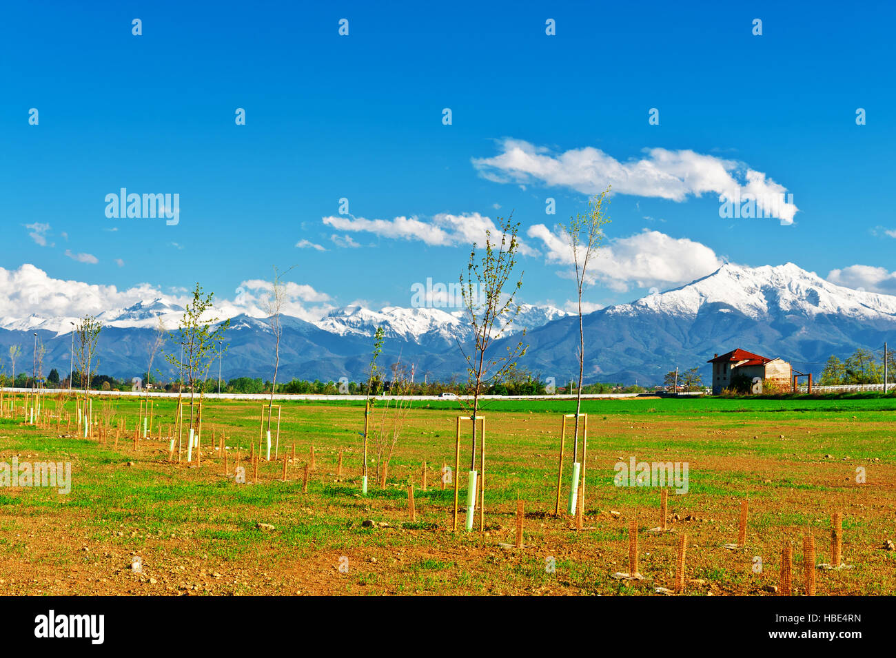 Tree seedlings hi-res stock photography and images - Alamy