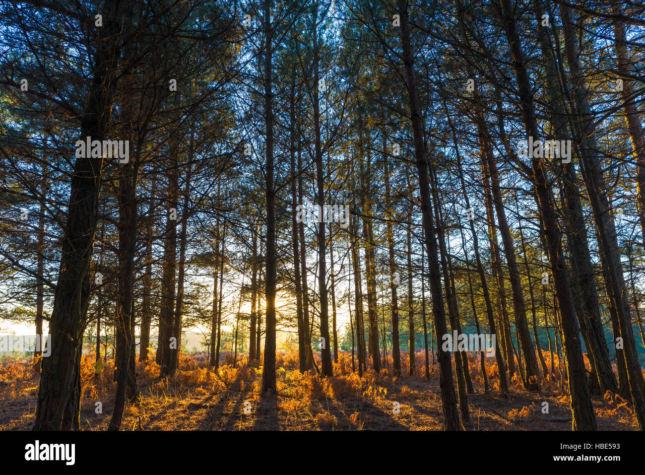 Tall straight trees hi-res stock photography and images - Alamy