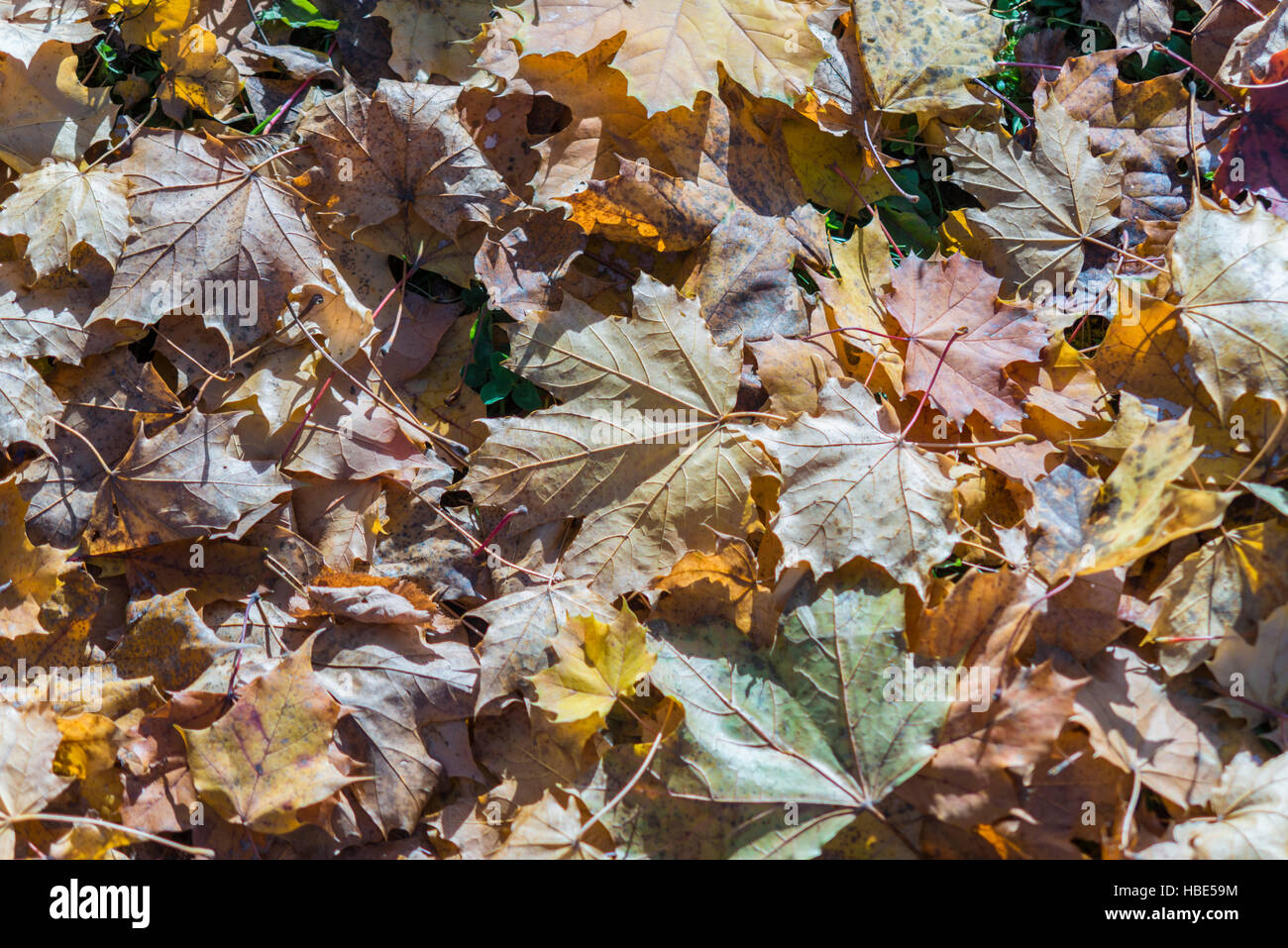 Autumn leaves on the ground Stock Photo - Alamy