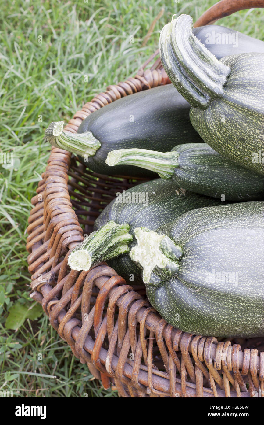 Large courgettes in a basket Stock Photo - Alamy