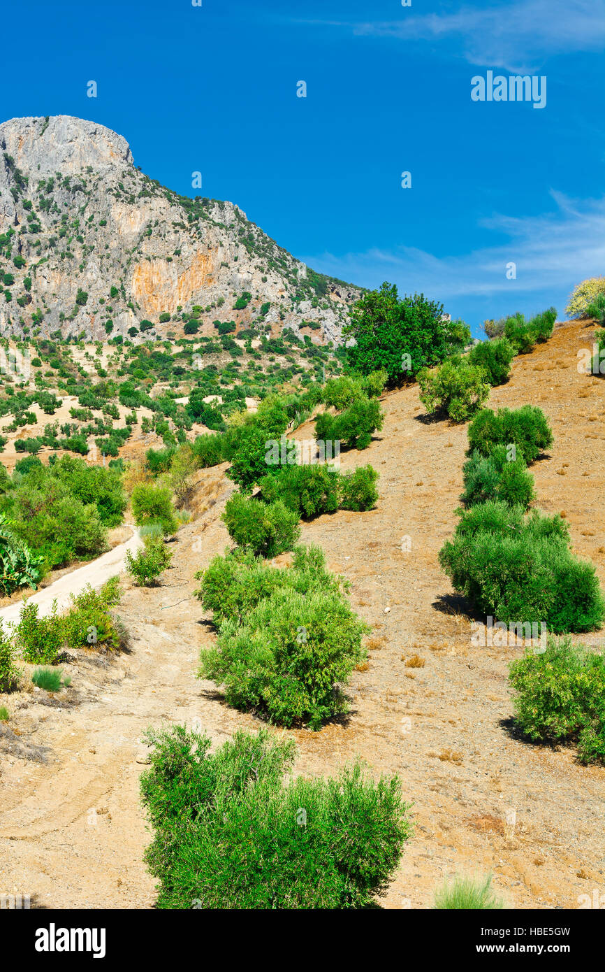 Olive Grove in Spain Stock Photo - Alamy