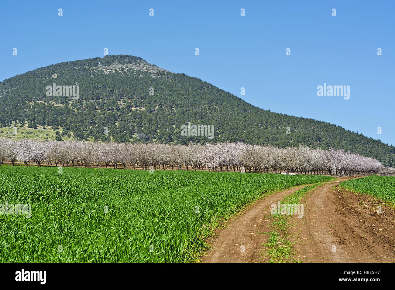 Mount Tabor in Israel Stock Photo - Alamy