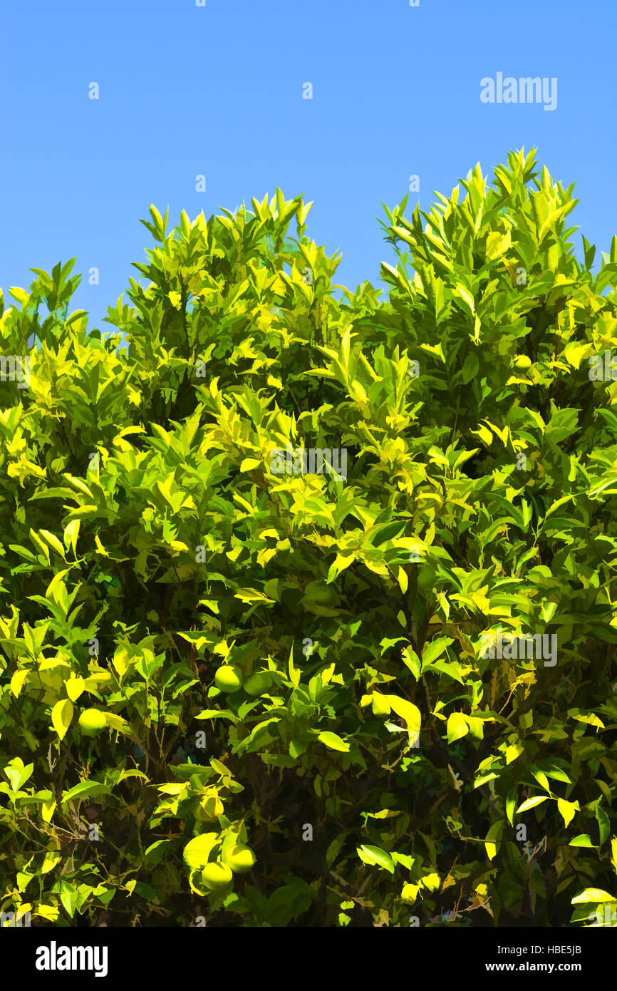 Orange in Portugal Stock Photo - Alamy