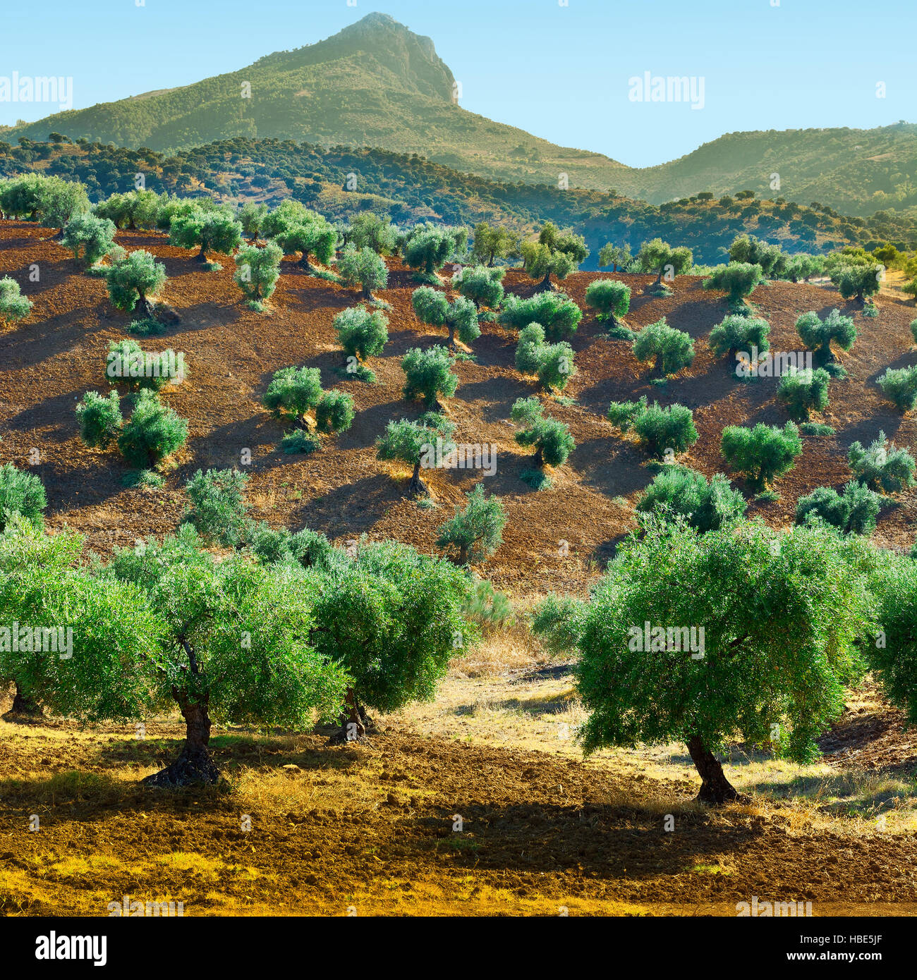 Olive trees spain hi-res stock photography and images - Alamy
