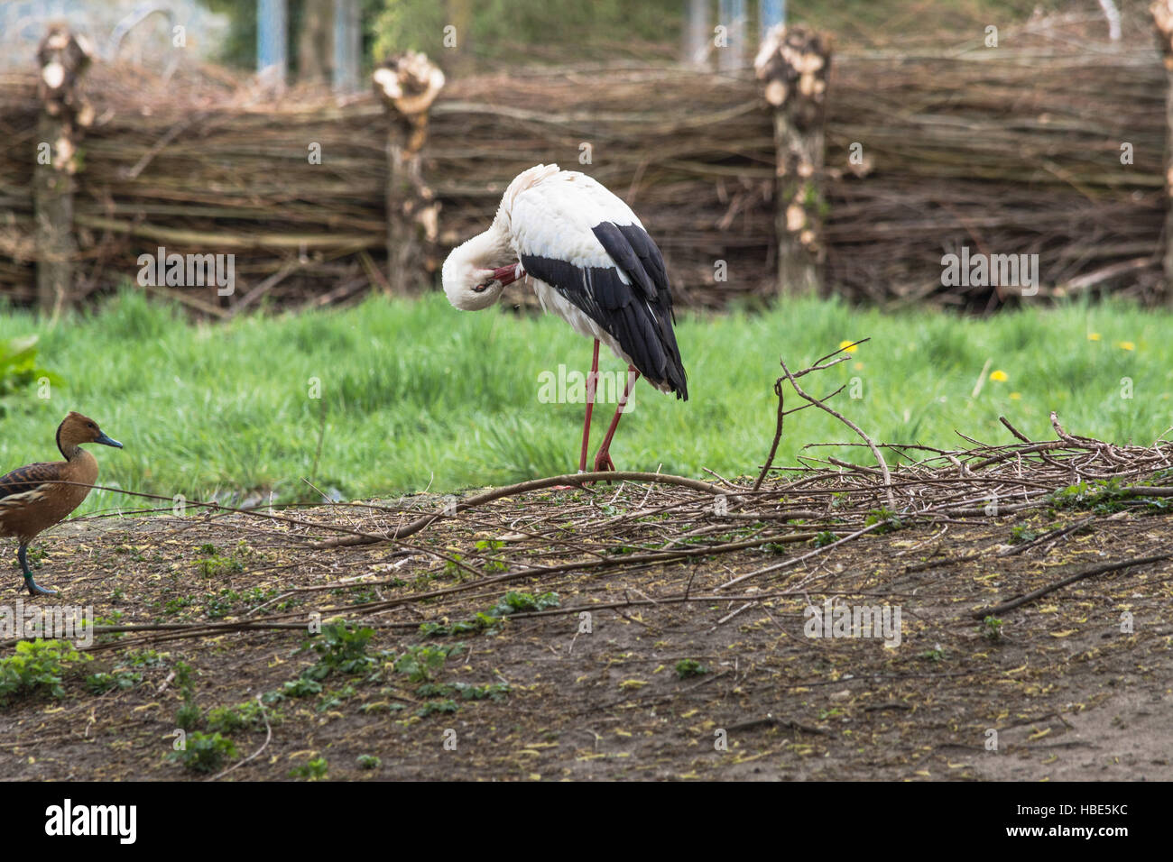 Birding in nature hi-res stock photography and images - Alamy