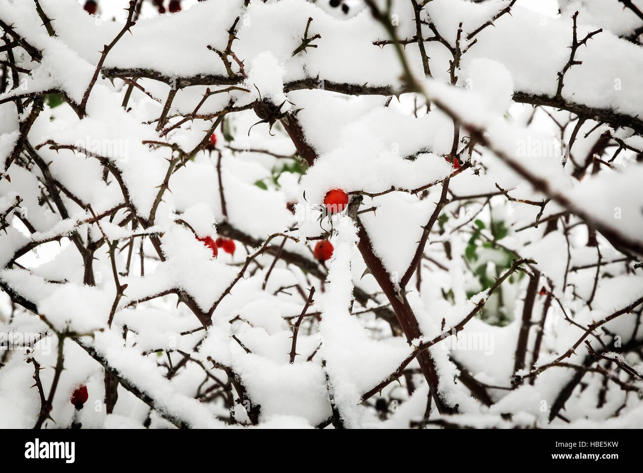 On the branches of the bushes of hawthorn berries hang ripe red berries ...