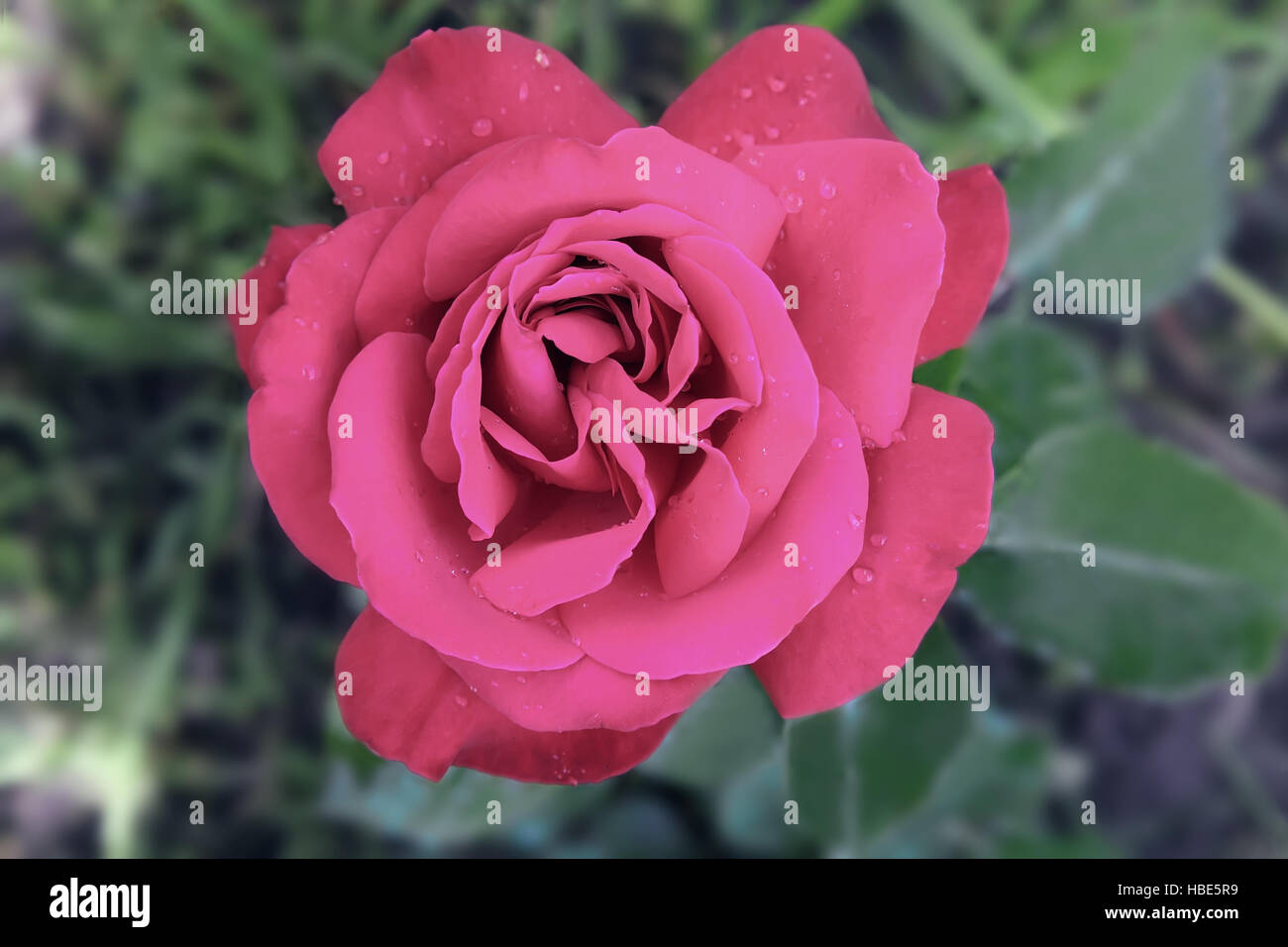 Beautiful pink flower tea-hybrid rose , blooming in the garden ...
