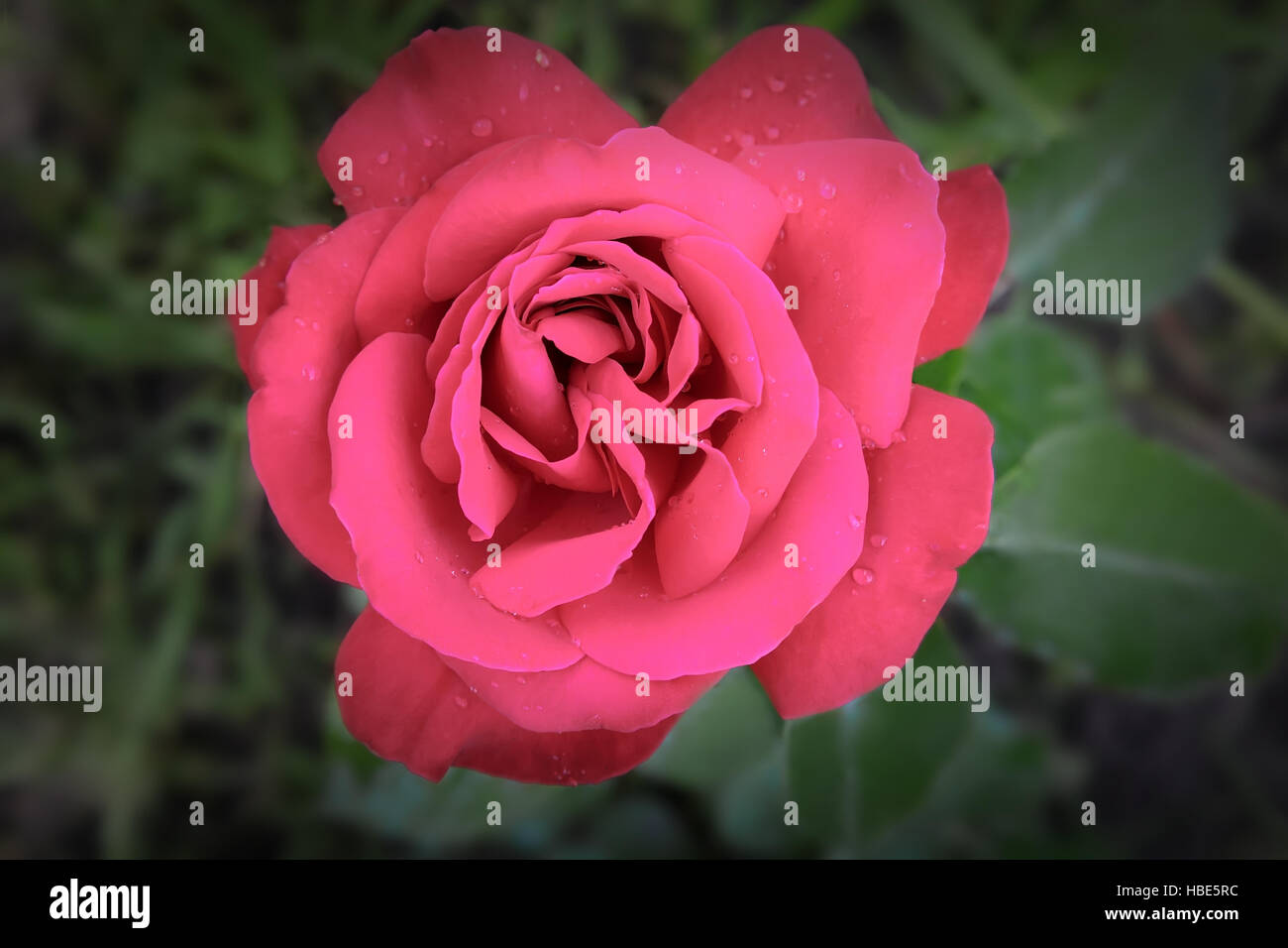 Beautiful pink flower tea-hybrid rose , blooming in the garden ...
