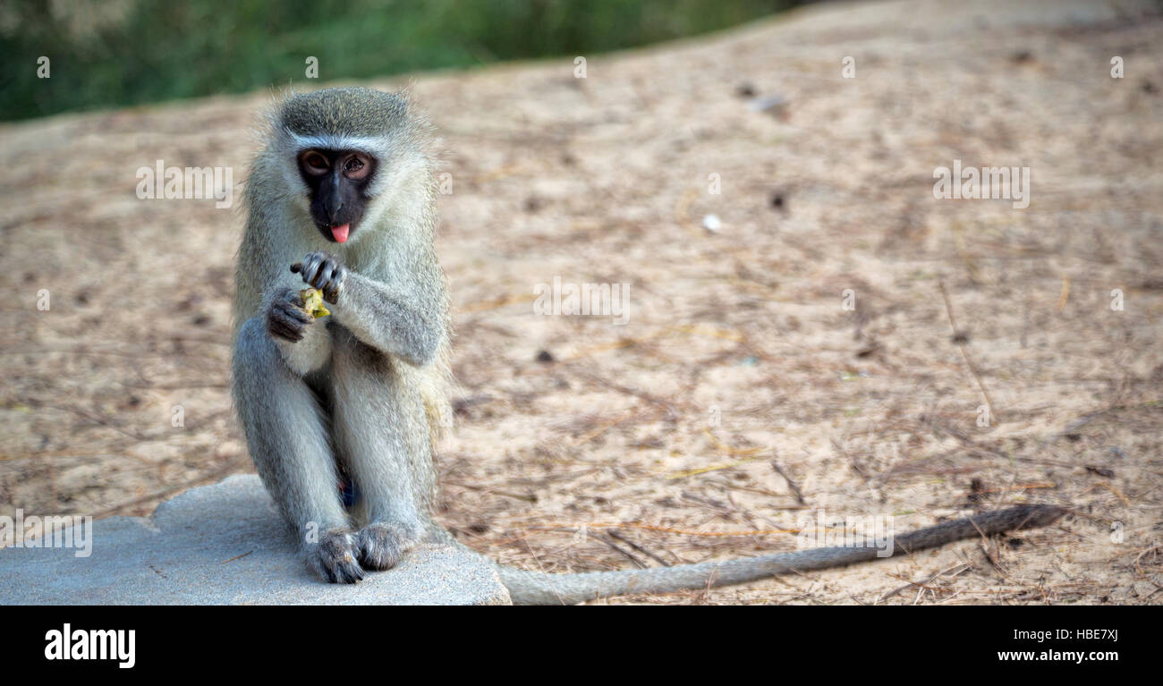 blur in south africa kruger wildlife nature reserve and wild monkey ...