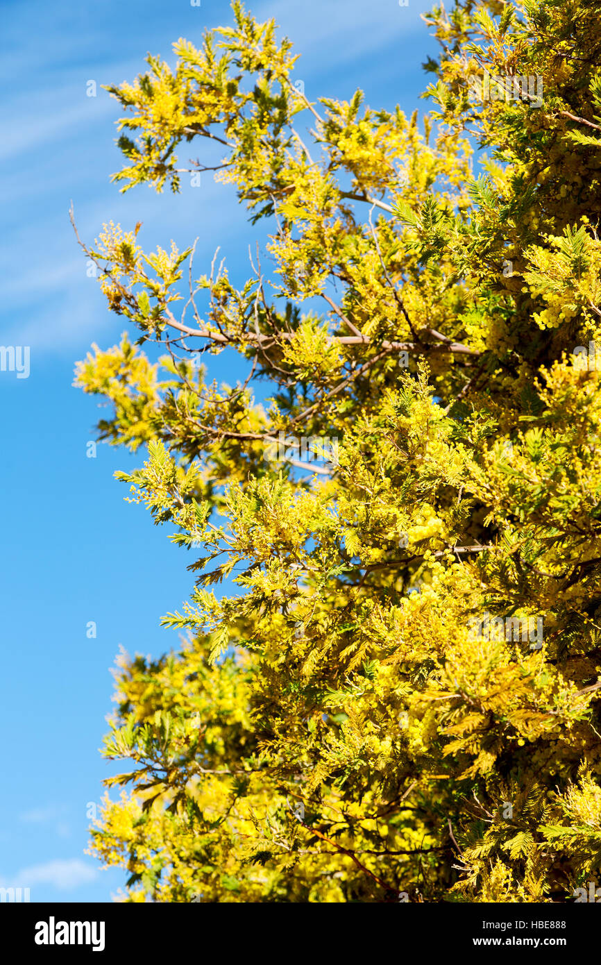 in south africa wildlife mimosa plant and tree in the national park ...