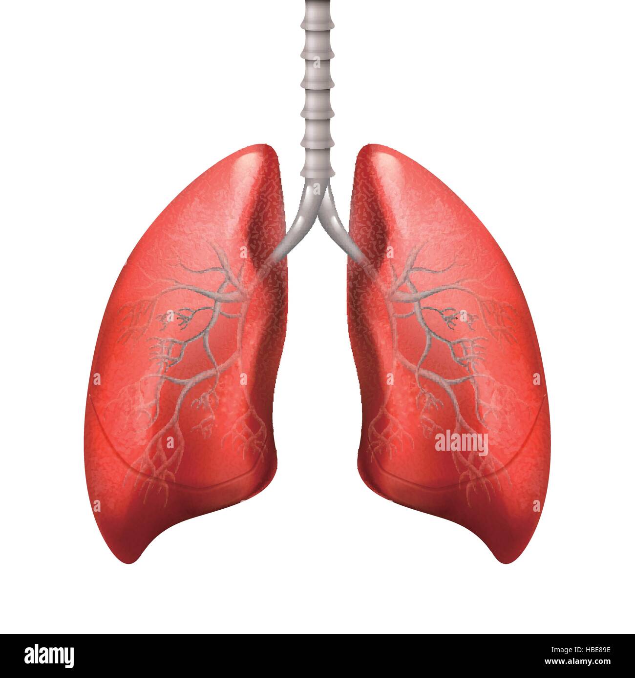 Normal healthy lungs hi-res stock photography and images - Alamy