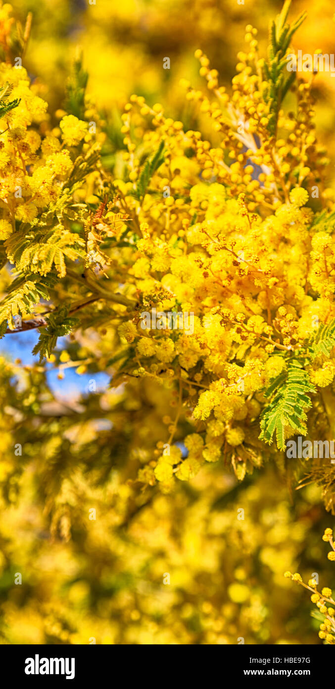 in south africa wildlife mimosa plant and tree in the national park ...