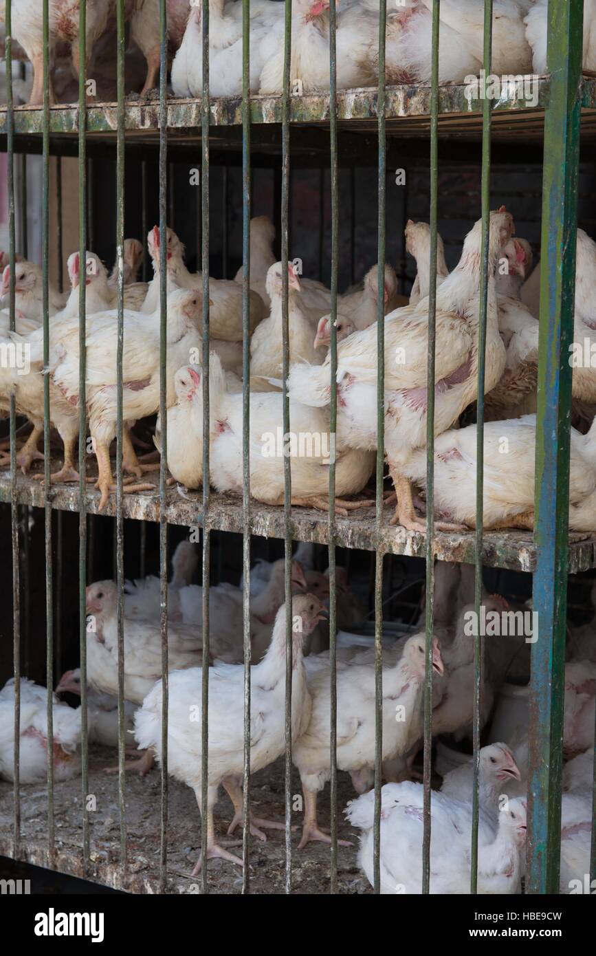 Live chickens on sale in Chitral bazaar Stock Photo - Alamy