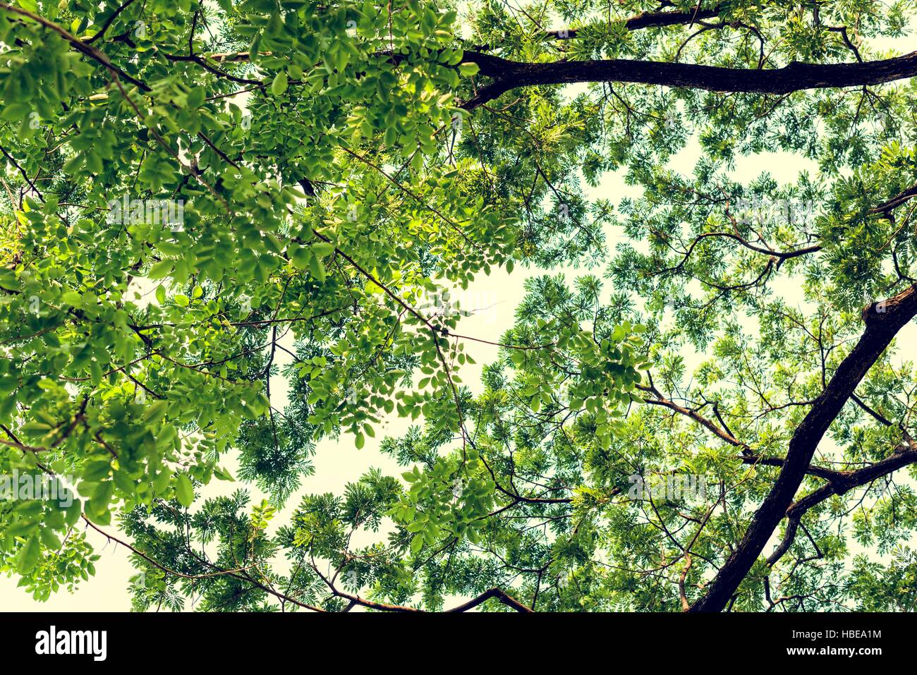 Trees Serenity Nature Environment Spring Rural Concept Stock Photo - Alamy